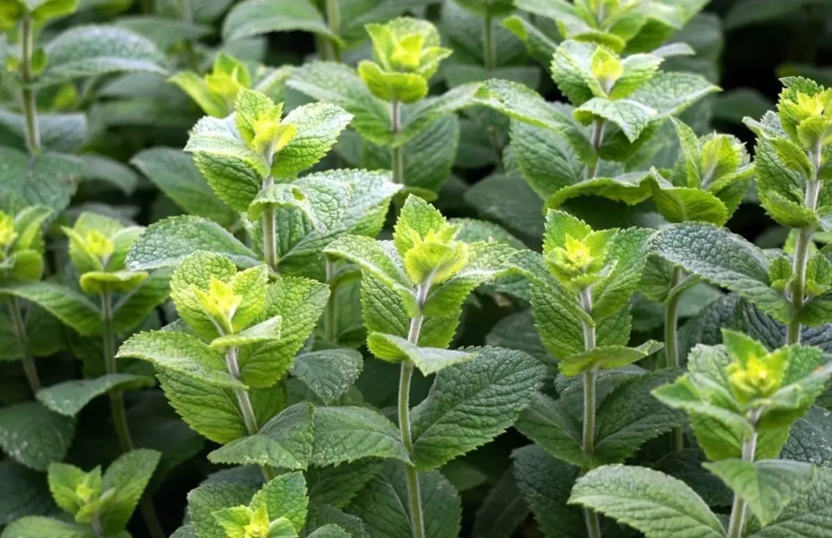 7 useful herbs for fragrant tea 1005_1