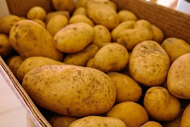 5 שגיאות dacket המובילים תפוחי אדמה נזק במהלך האחסון