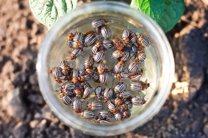 ສູ້ກັນການຄົ້ນຄວ້າອື່ນໆທີ່ມີຄວາມຫຼົງໄຫຼໃນ Colorado Beetle 1023_4