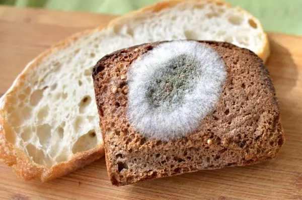 Що робити, якщо з'їв хліб з цвіллю, в тому числі дитина
