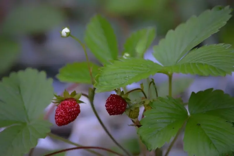 Nalika wektu kanggo mbuwang grumbulan strawberry