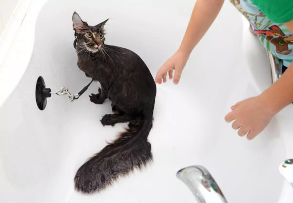Kat na het baden