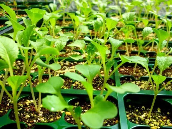 Growing Seedlings Enotera