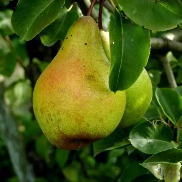Noyabrskaya Pear Fruit