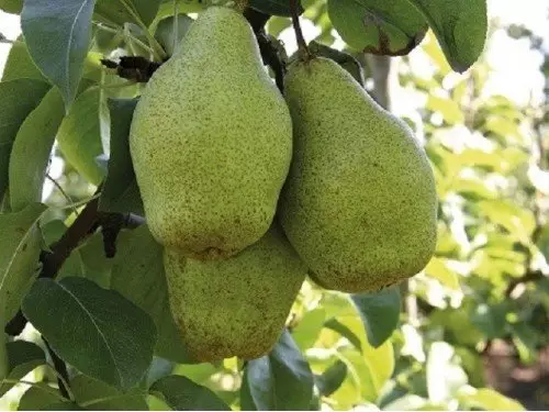 Pear Mijdar Moldova (xena)