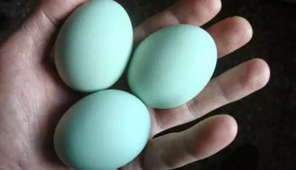 Blue Eggs.