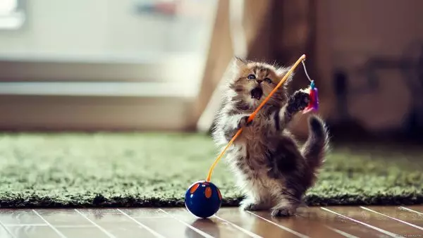 Playing Kitten