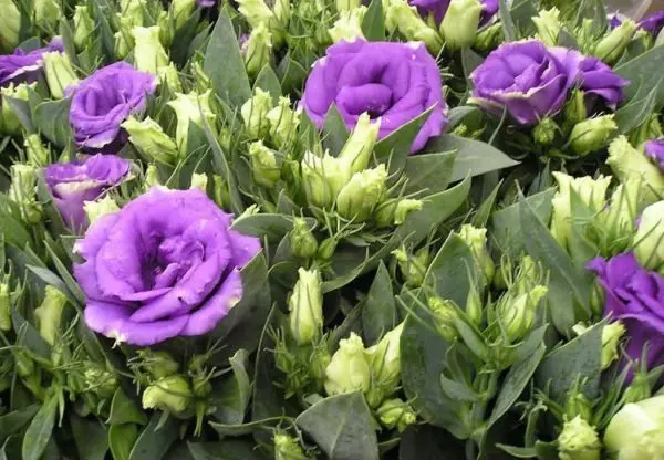 Growing Eustoma Seeds at home: Step-by-step instructions with photos and video + Reviews