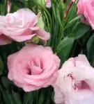 Eustoma ροζ Picot
