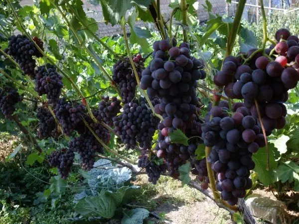 Table Grapes.