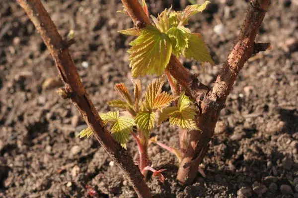 Seedling vínber