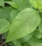Topinambura daun