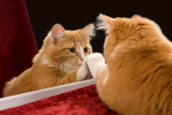 Kaķis izskatās spogulī