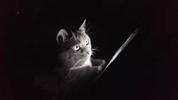 Macska a sötétben