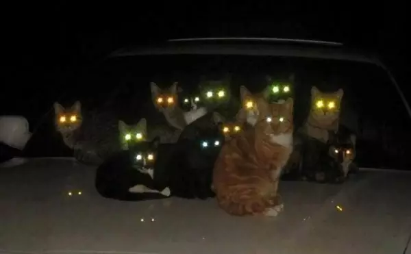 Katte in die donker
