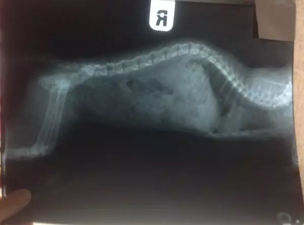 Lordoz - röntgen