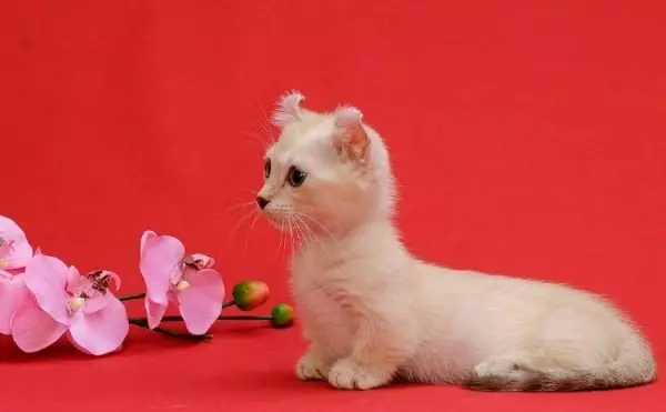 Shroud kitten
