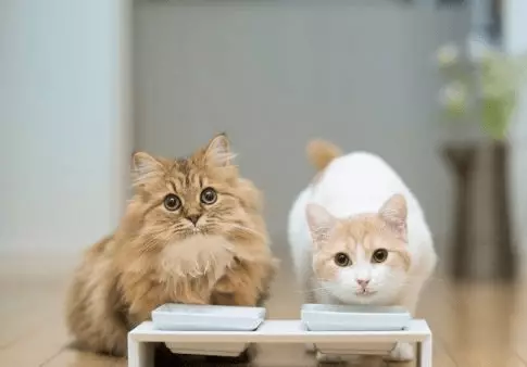 Două mâncăruri de pisică