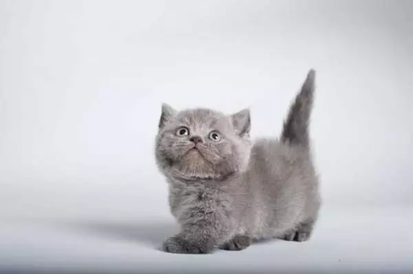 Gray kitten Munchkin