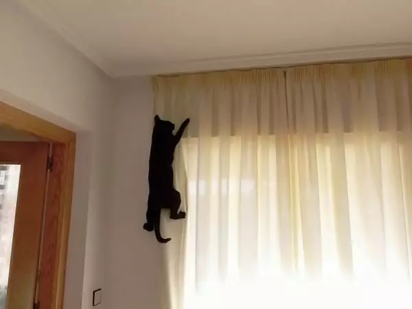 Kat klim op die gordyne