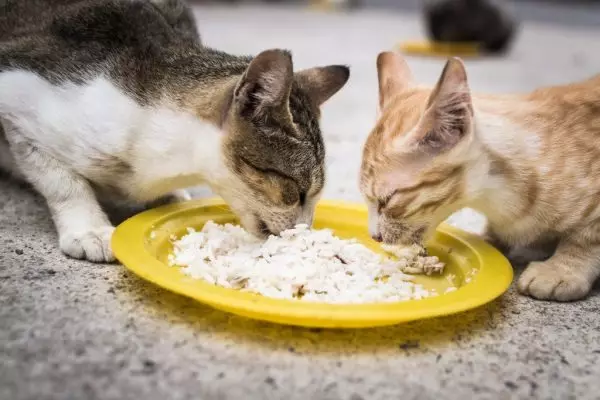 Cats eat porridge