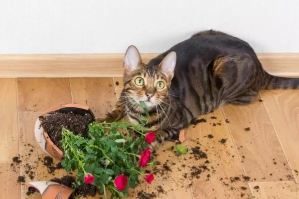 Katt äter mark