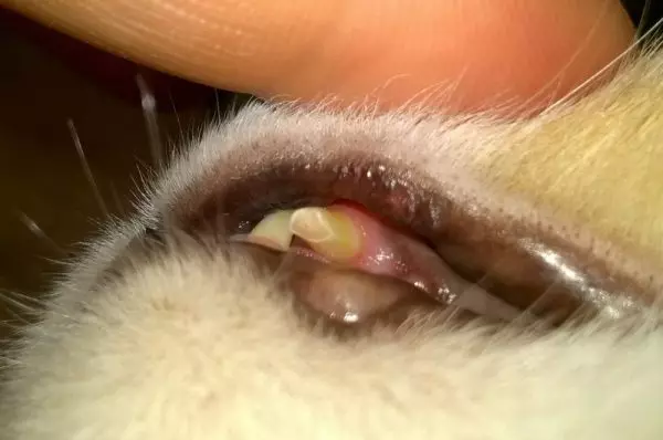 Broken fang in a cat