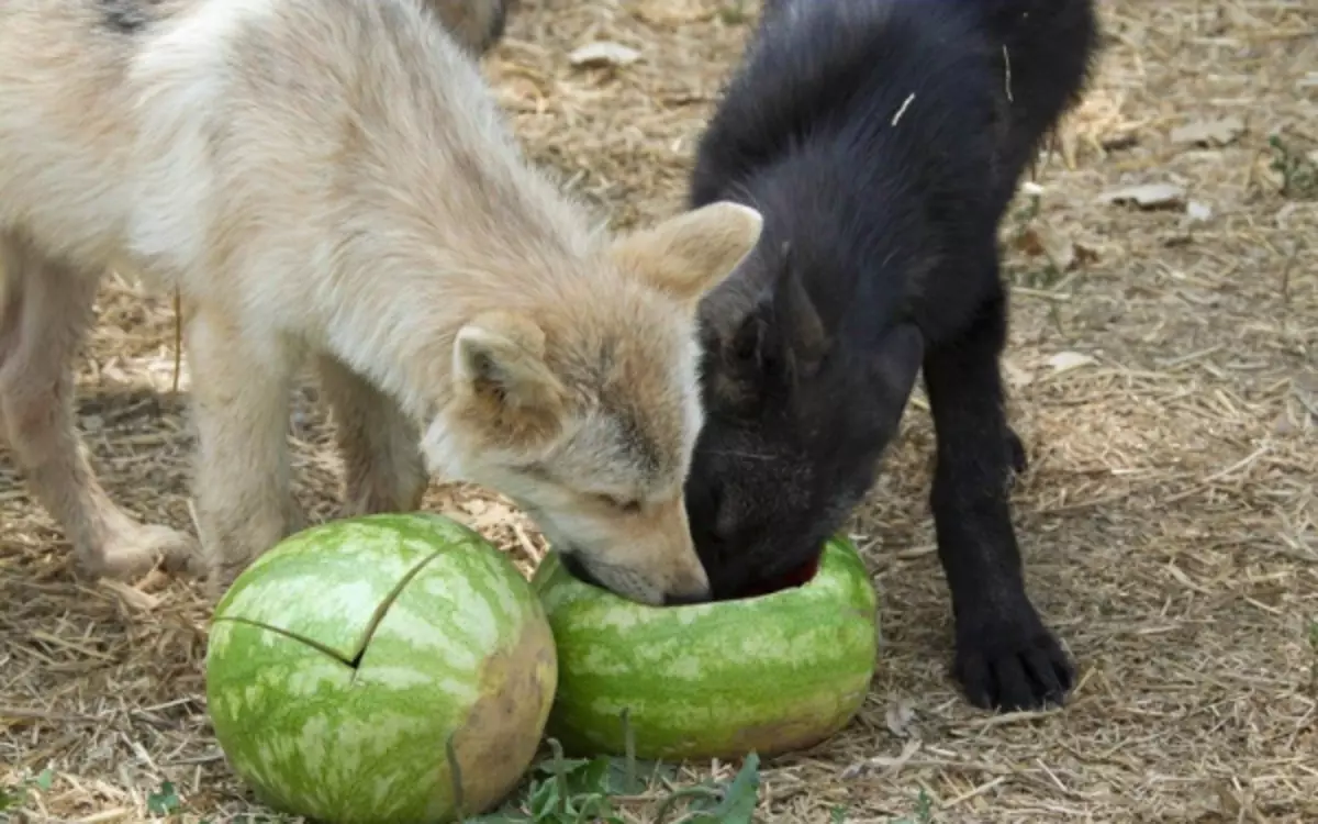 Wolves eat watermelon