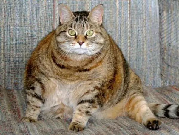 Obesity by Cat