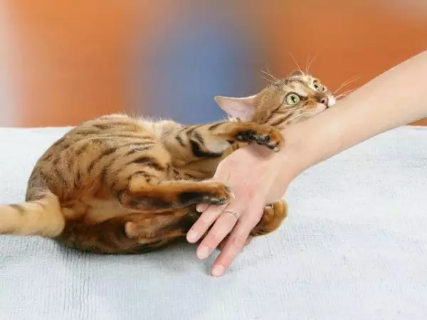 Kako odteče mačko ali mačko praske in ugriz, kako biti, če nenehno ali ko potepa praske in ugrizne roke in kottenske noge