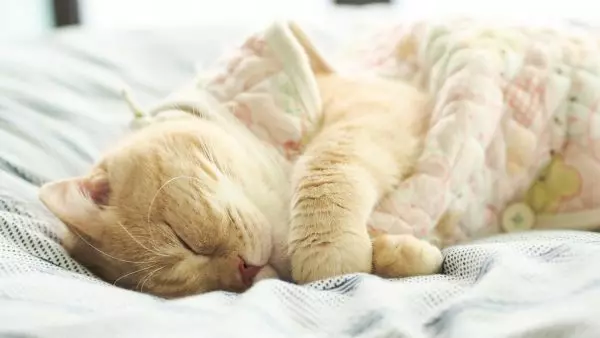 חתול ישן על המיטה המארחת