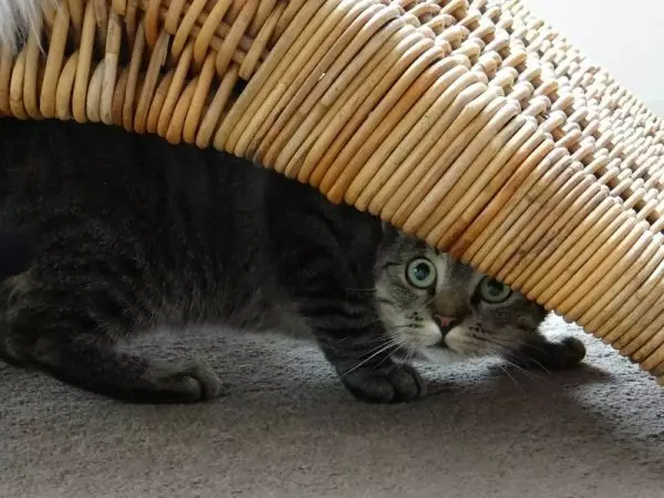 חתול מסתתר