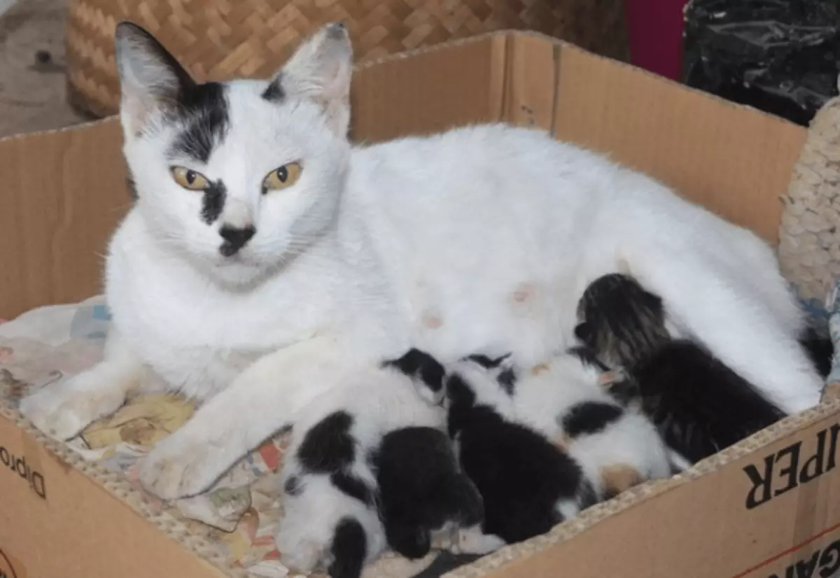 Kucing tidak membiarkan saya sampai kepada anak kucing