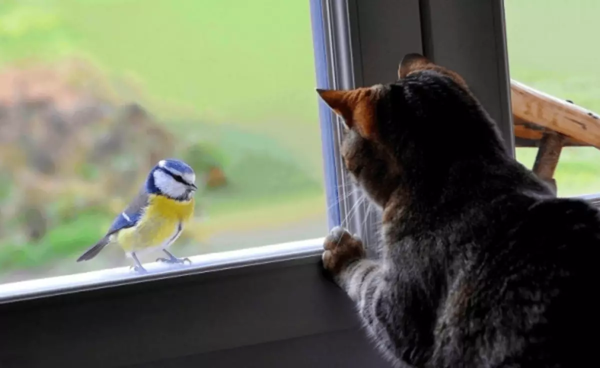 Mačka gleda plavu