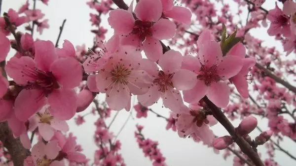 Pic blossom.