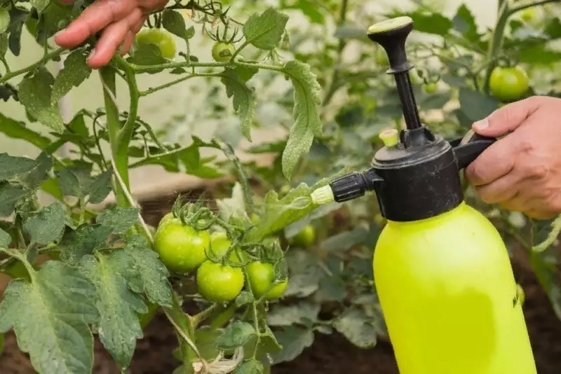 Како да се забрза созревањето на доматите 1190_1