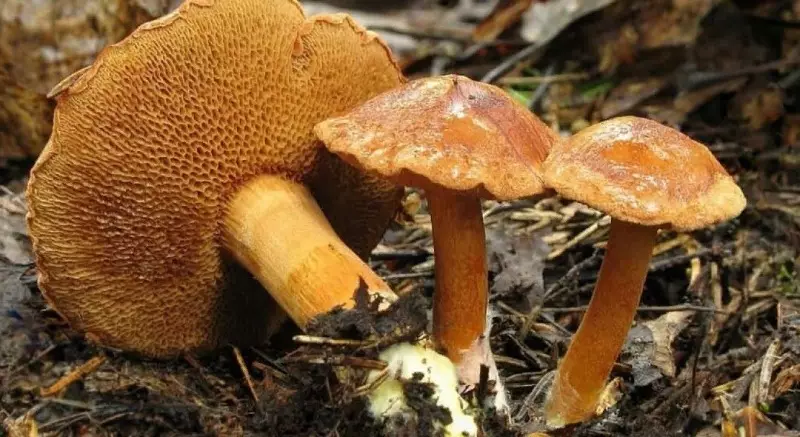 Myrkyllisiä sieniä, jotka voidaan sekoittaa syötävään 1194_2