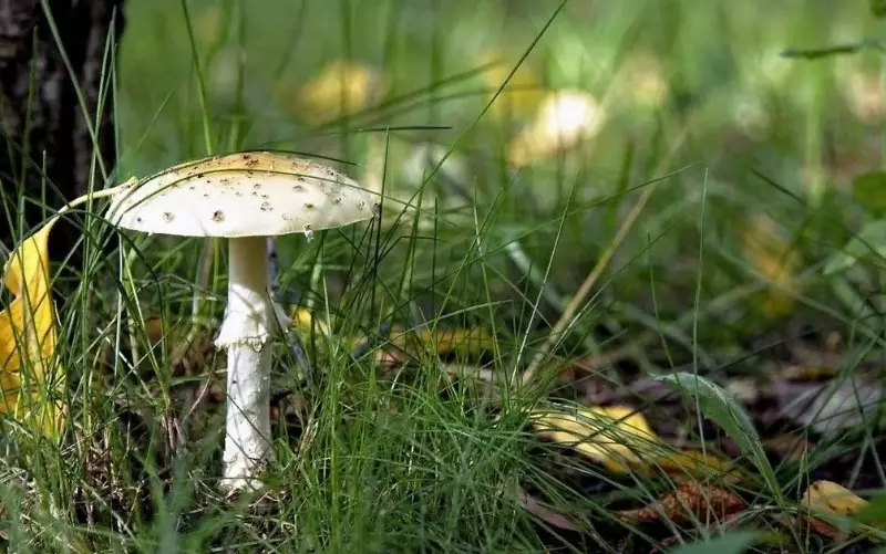 Myrkyllisiä sieniä, jotka voidaan sekoittaa syötävään 1194_3