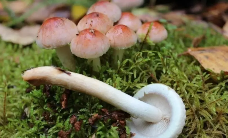 Отровни печурки кои можат да бидат збунети со јадење 1194_5