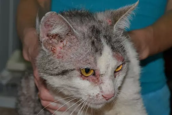 Алергія у кішки