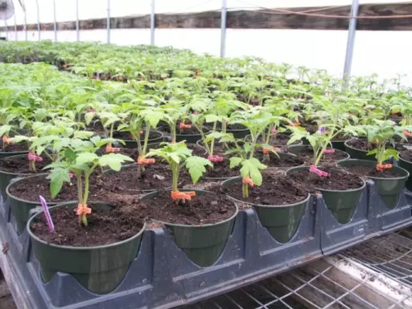 Садници на домати во стаклена градина