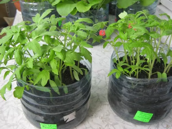 Како да се подигне садници со домати во пластично шише