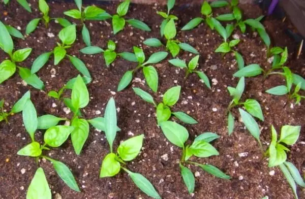 Cultivar plántulas de pimienta en el cajón en casa.