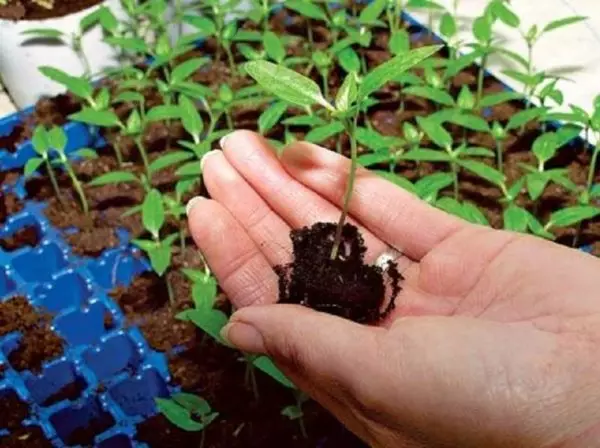 Transplant Pepper ke Greenhouse Grooke