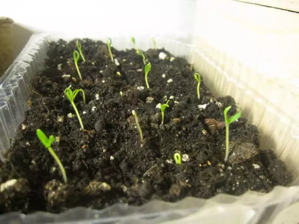 Loj hlob eggplant seedlings nyob hauv tsev