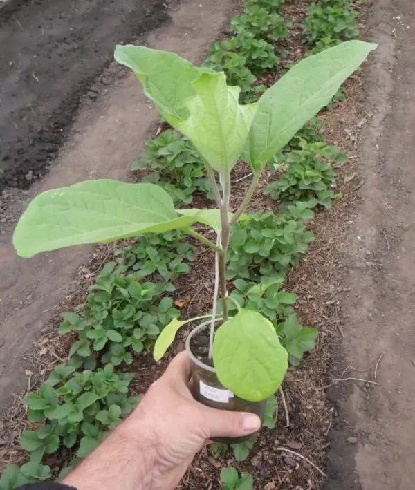 Izithombo ze-Eggplant Zilungele Ukufika
