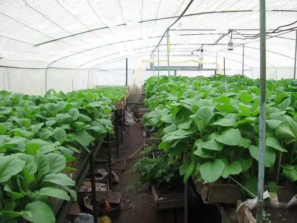 Aubergine Seedlings yn Greenhouse