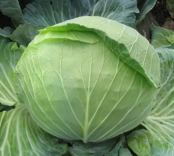 Farany Late Cabbage