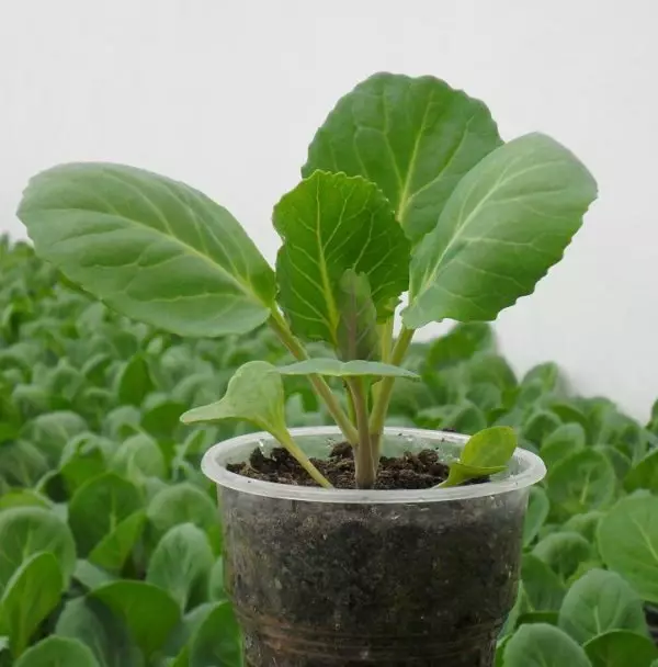 Πώς να αναπτυχθεί σπορόφυτα λάχανο στο σπίτι