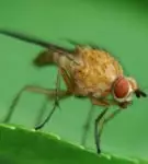 Malous stem Fly